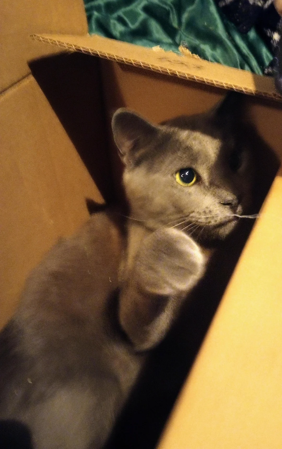 Discover more like CatSlaps: Slap happy Pix and Related Content | Scrolller