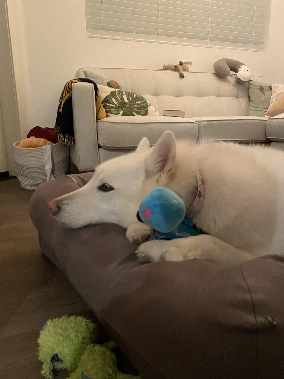 He likes to cuddle with his toys | Scrolller