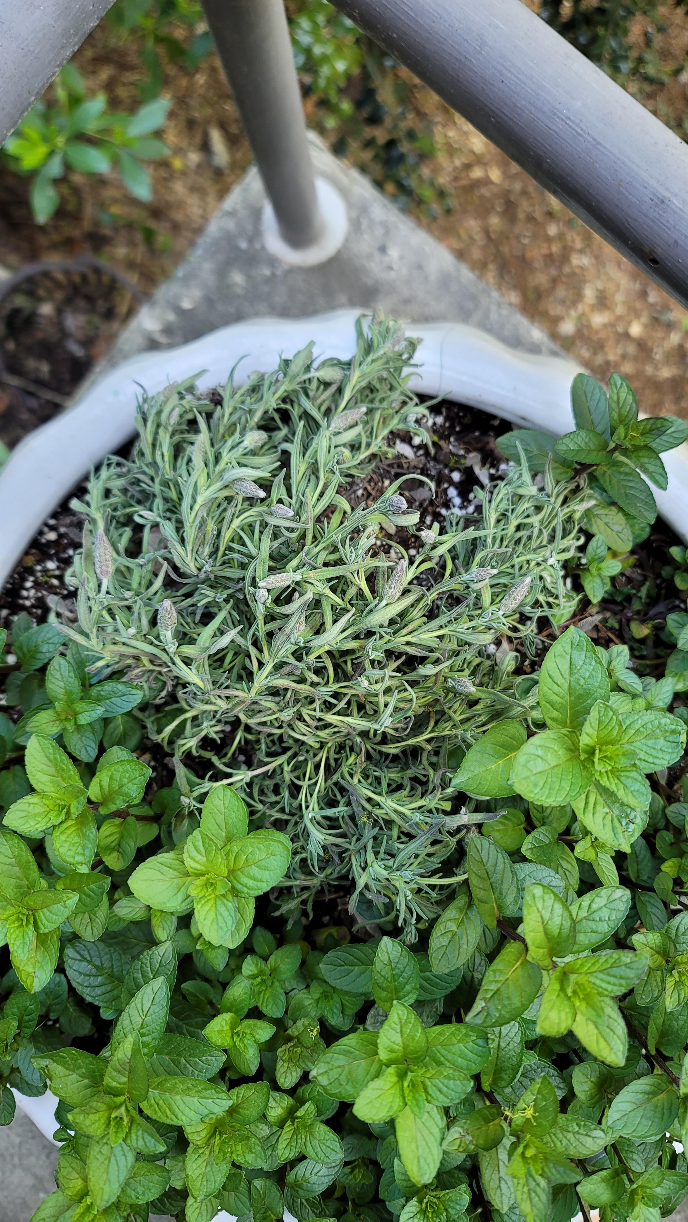 Lavender Plant Advice/Is it Dying? | Scrolller