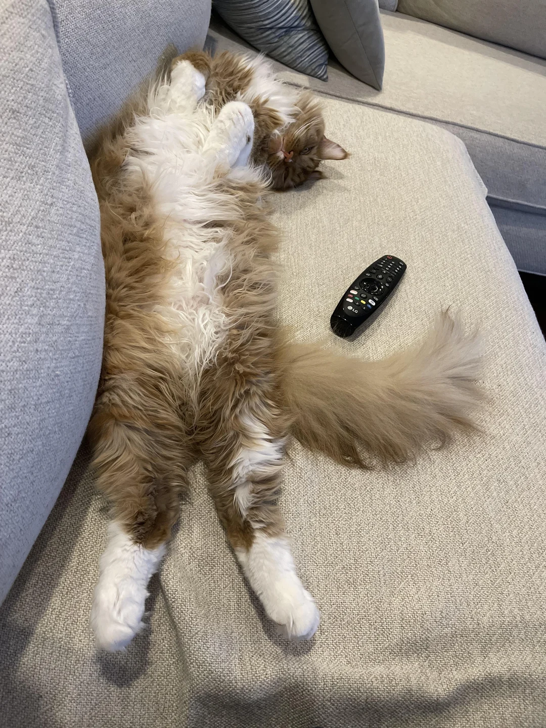 Remote control for scale | Scrolller