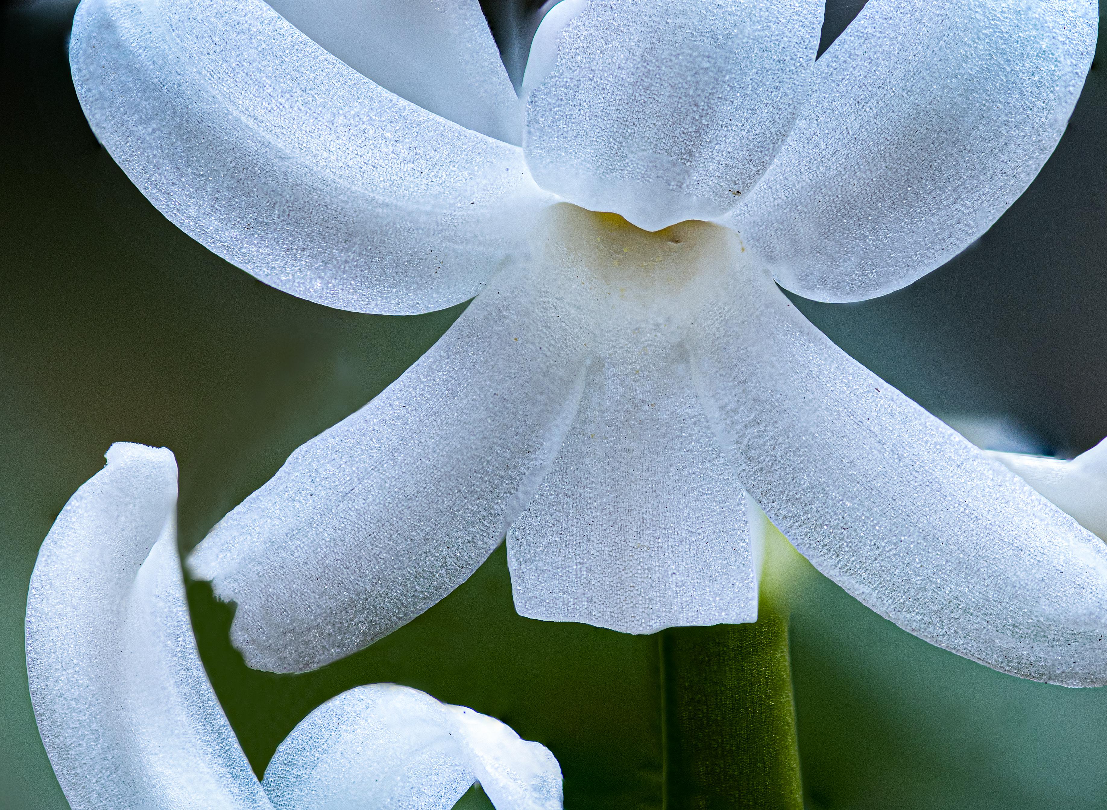 Wildflower | Scrolller