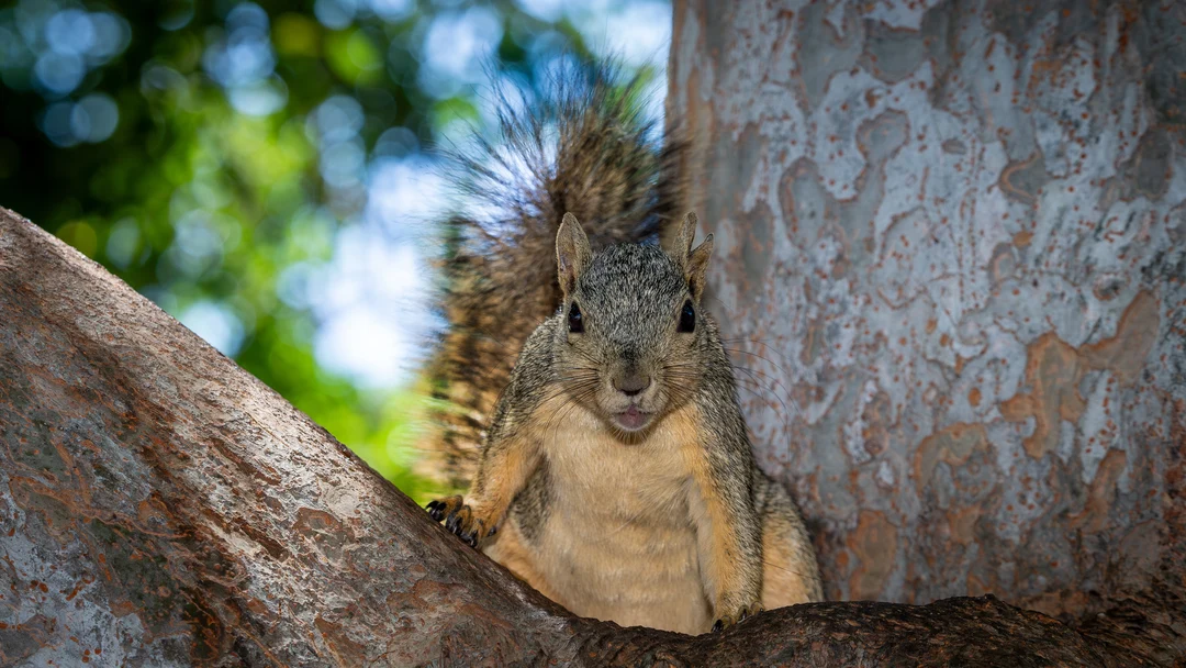 Late in the day Squirrel | Scrolller