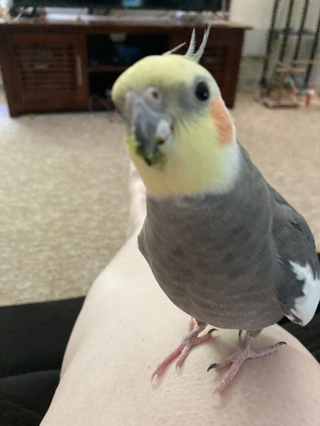 Zazu enjoying his egg and peas for lunch | Scrolller