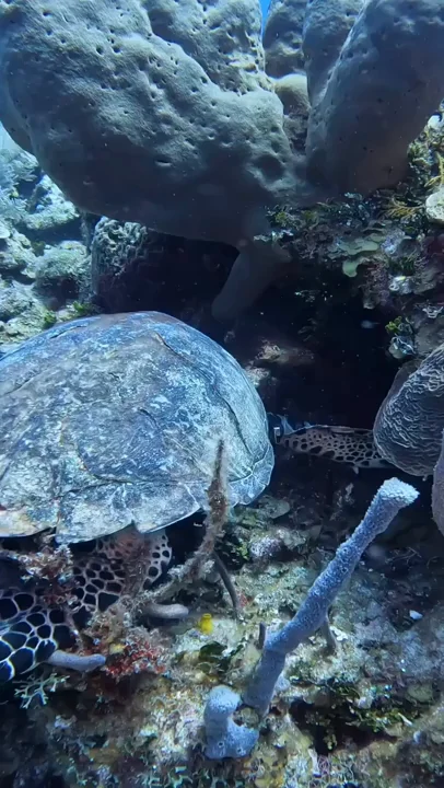 Many turtles at the aptly named turtle crossing dive site, west end, Roatan | Scrolller