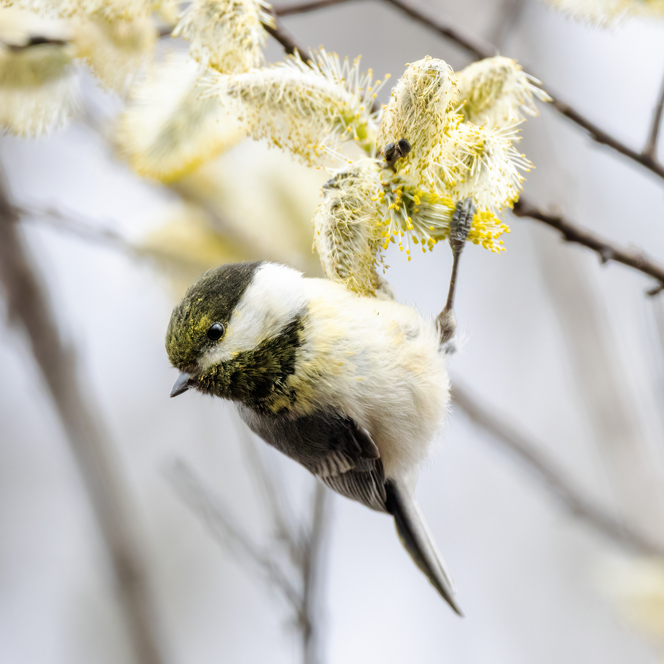 black-capped chickadee. nb, canada. | Scrolller