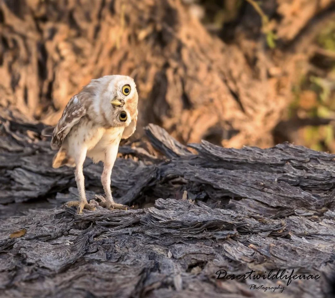 Curious Little Owl | Scrolller