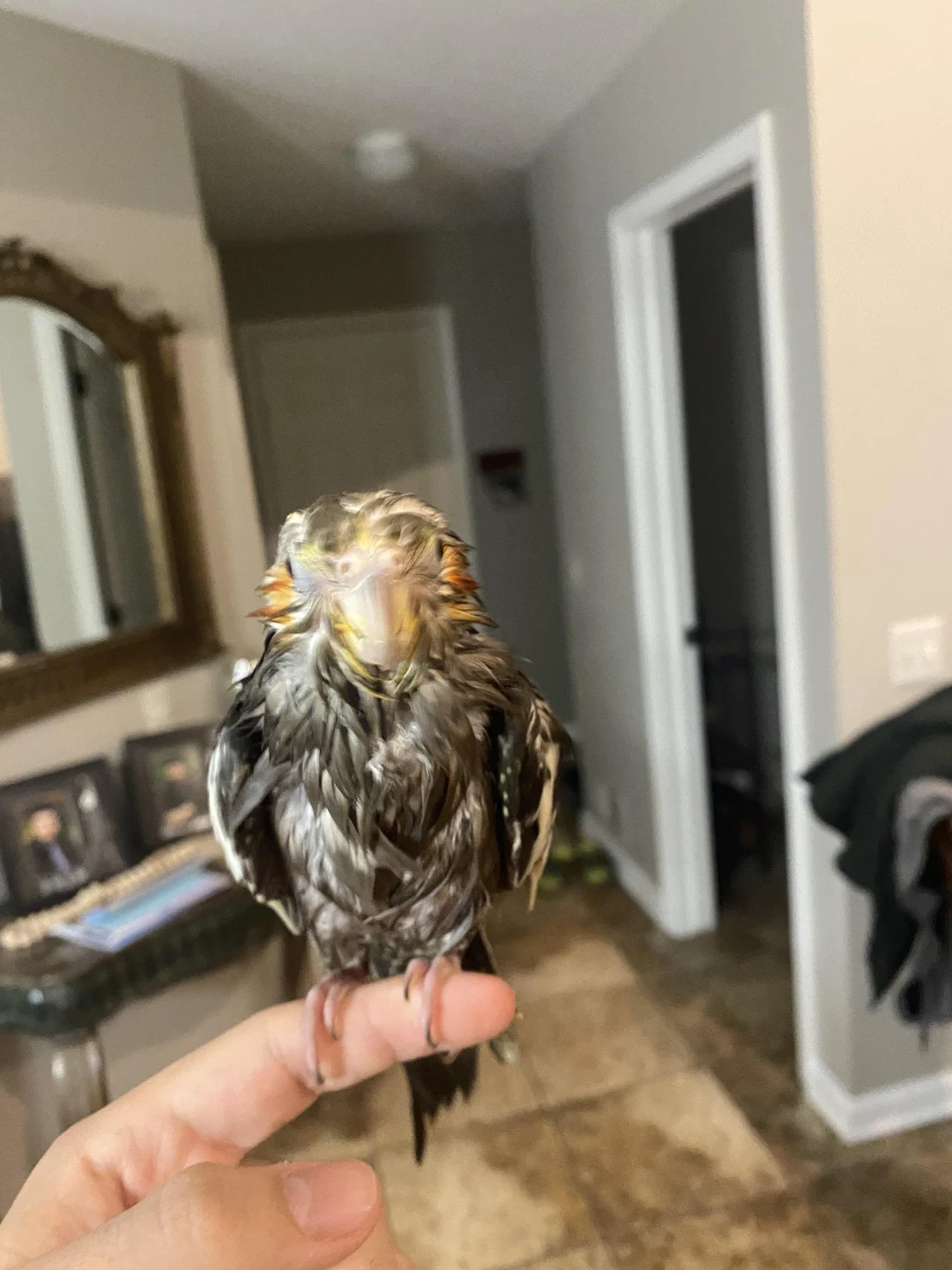Little birb took his first bath SO CCUTTTTEEE | Scrolller