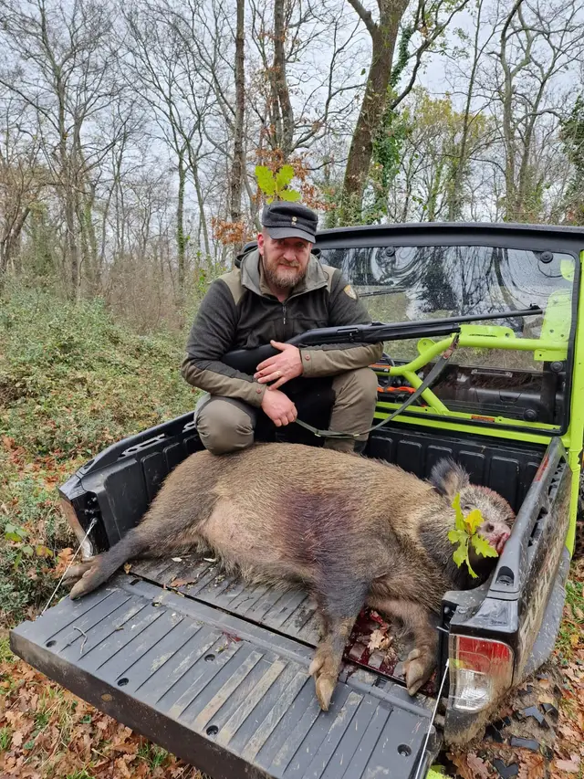 Wild boar | Scrolller