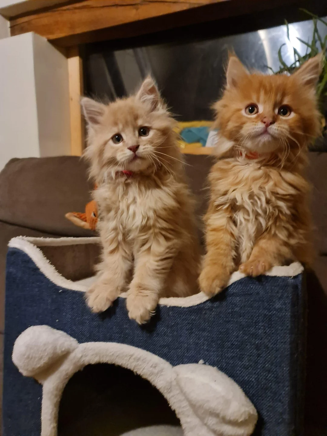 Meet my babies | Scrolller