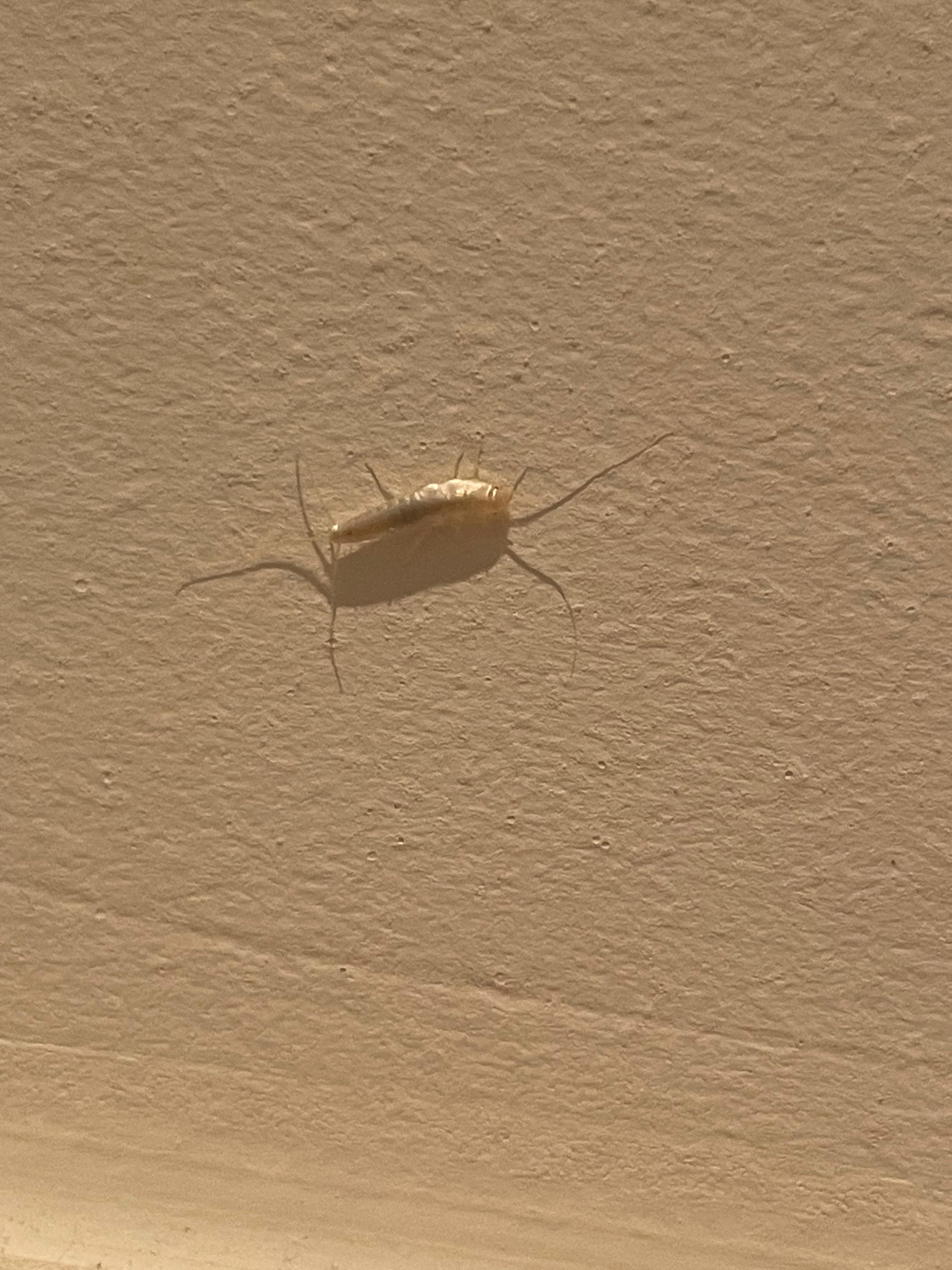 What are these little fellas with their weird projections? | Scrolller