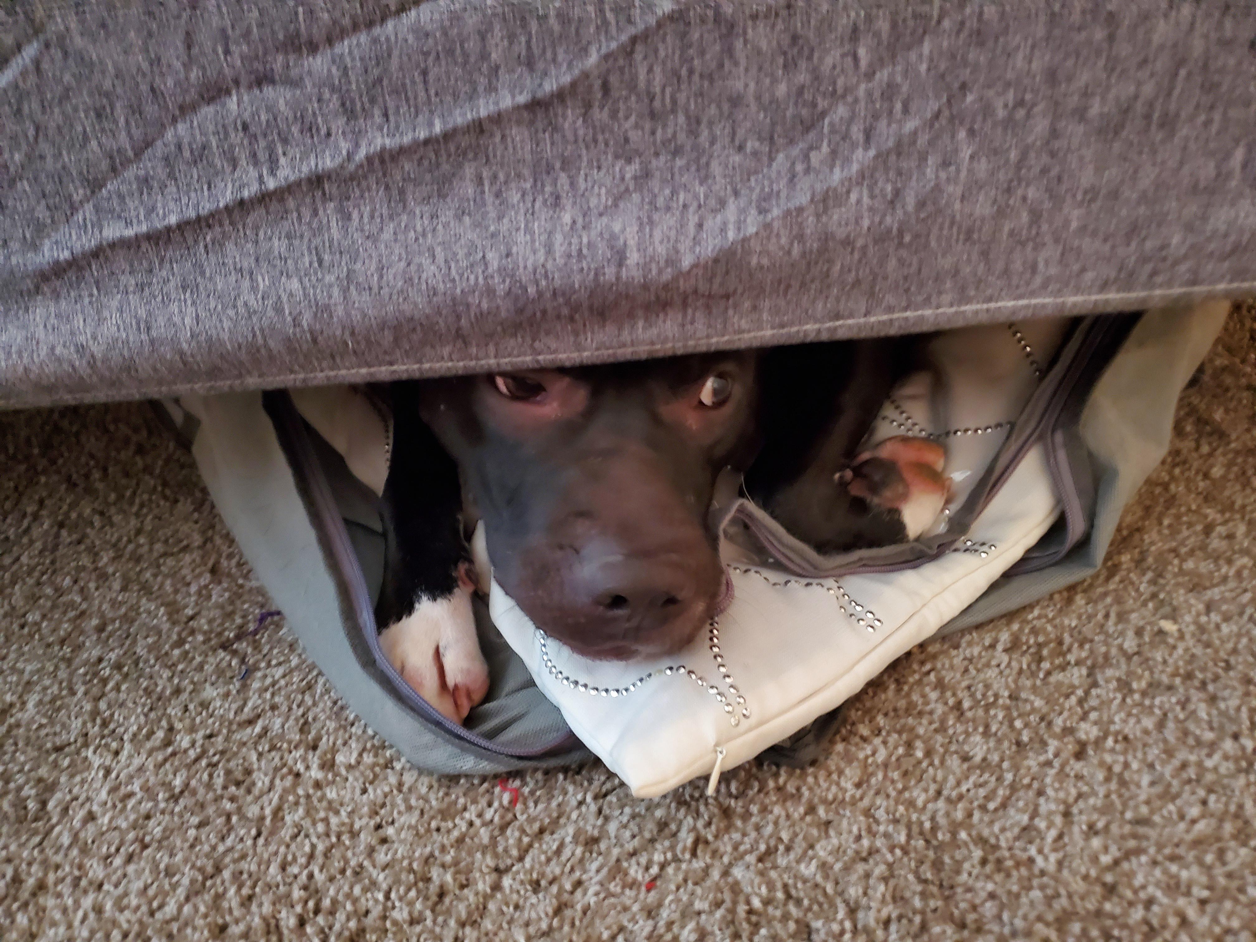 Plotting his attack from under the bed | Scrolller