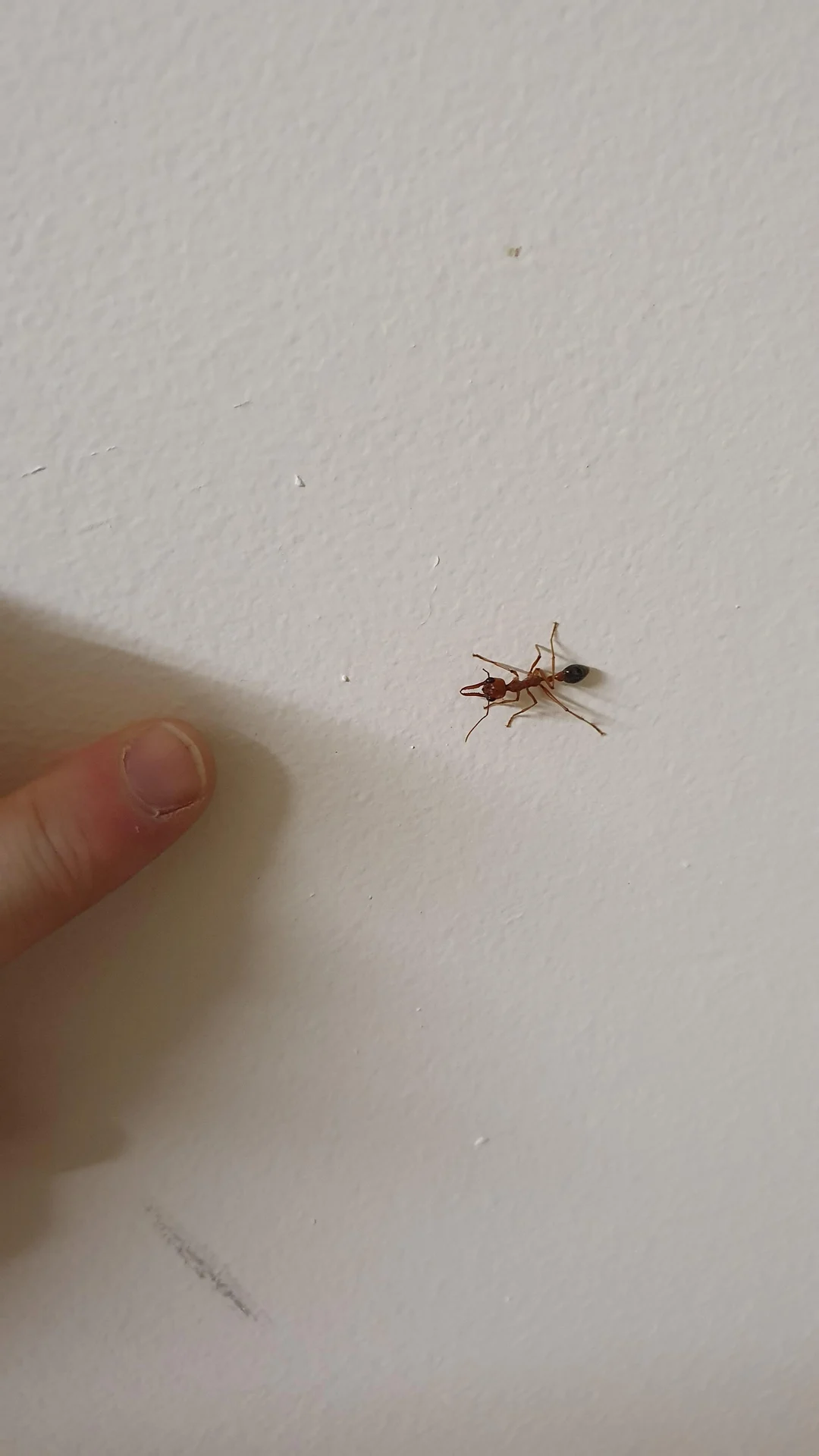 Any of you lot ever come across one of these big boys? (Red bull ant) | Scrolller