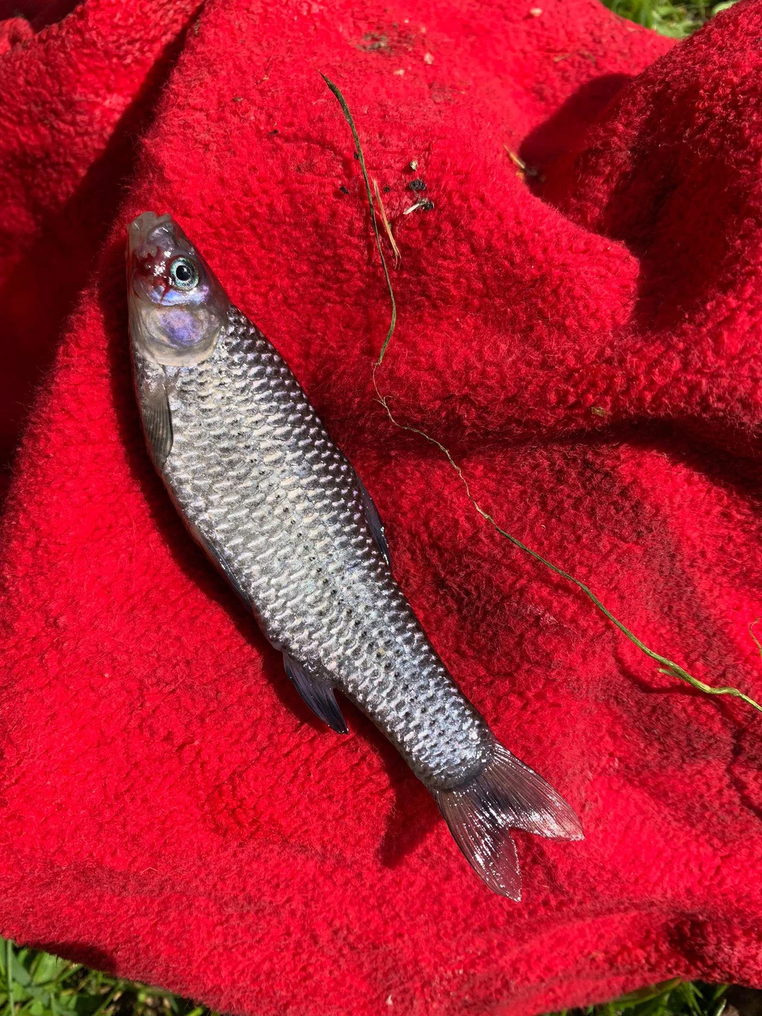 What’s this fish? | Scrolller