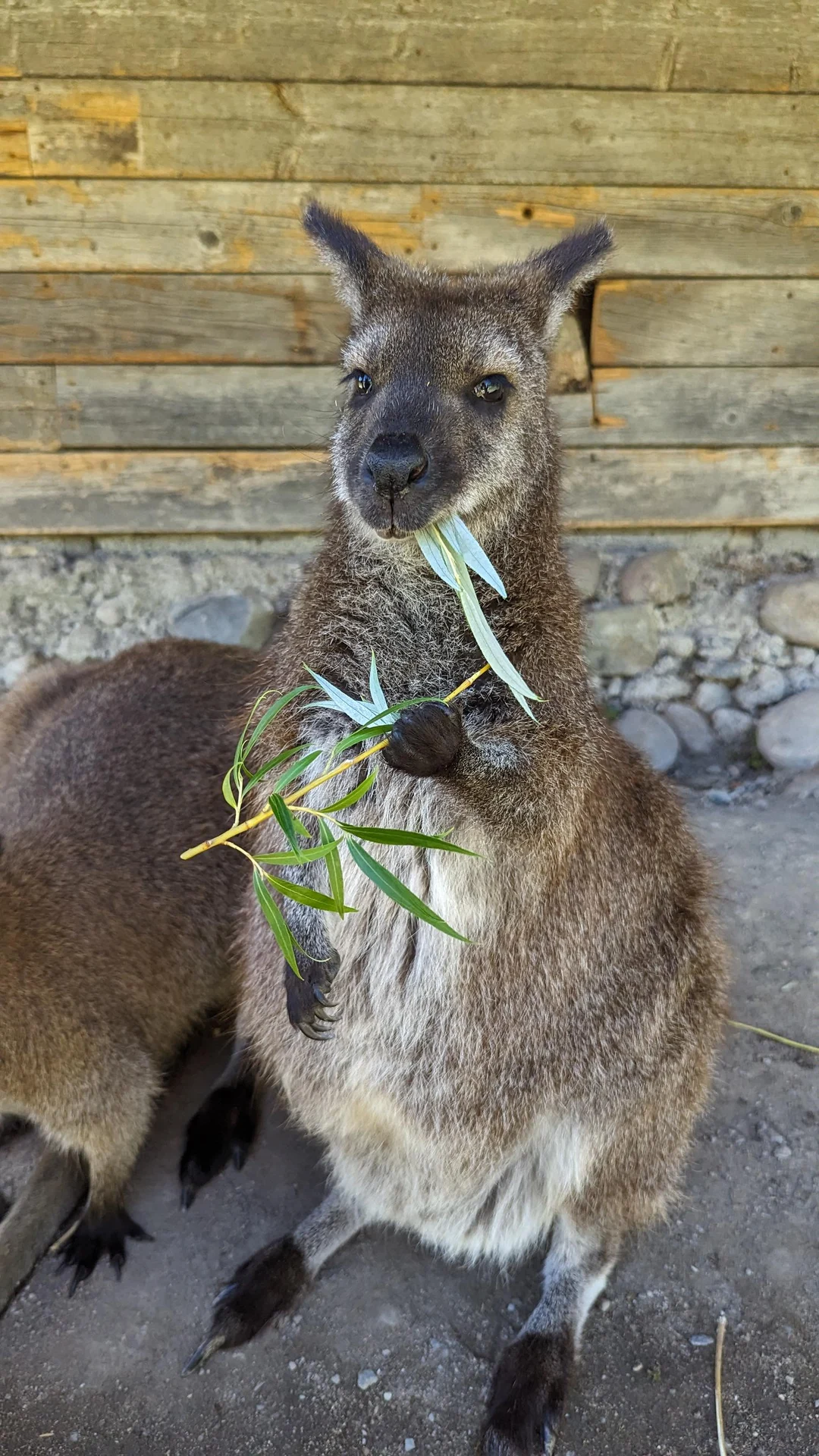 Kangaroo Eating Bamboo | Scrolller