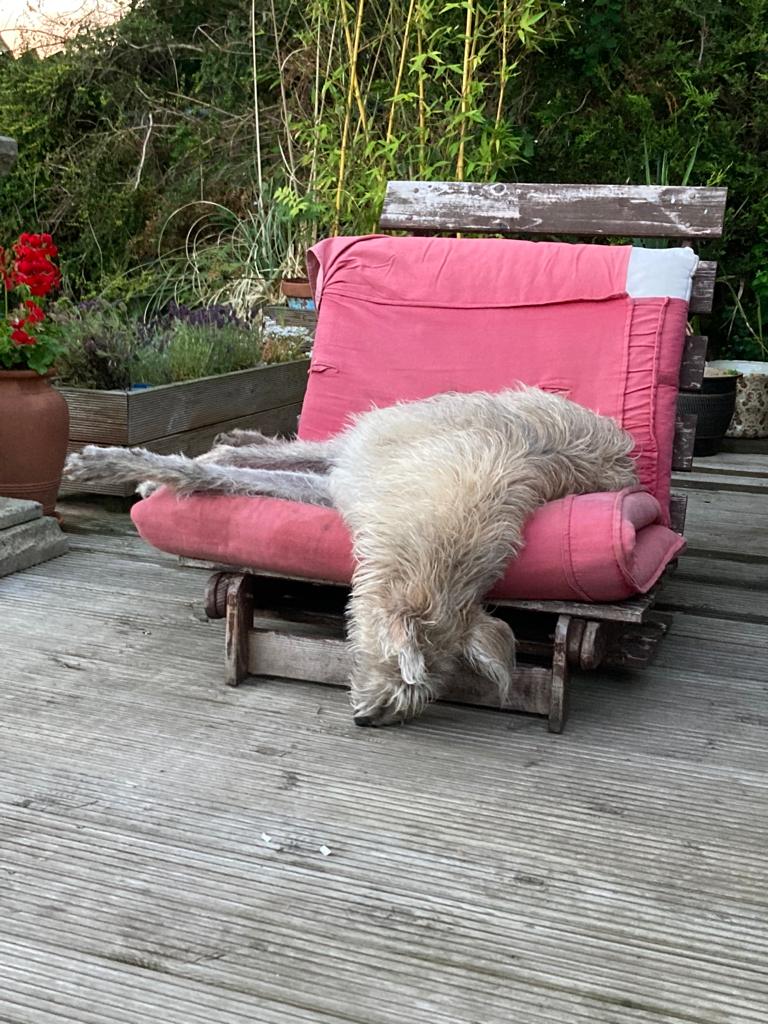 Discover more like WhatsWrongWithYourDog: Futon malfunction and Related Content | Scrolller