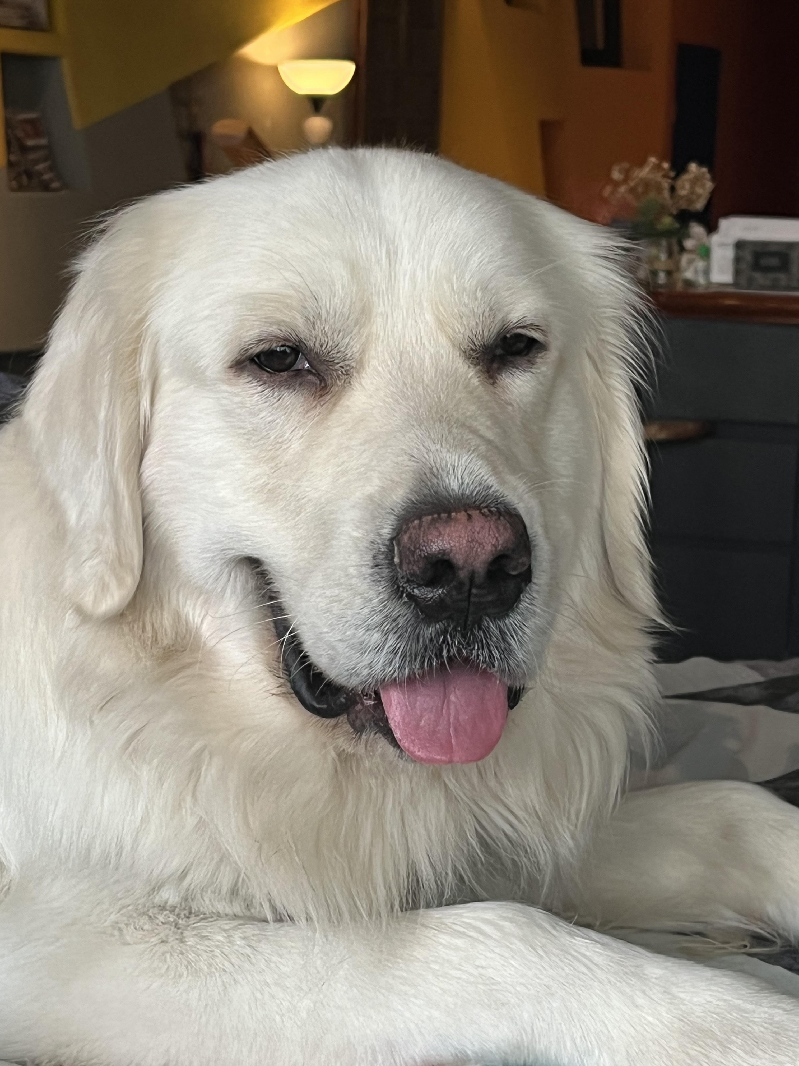 [OC] - just chilling | Scrolller