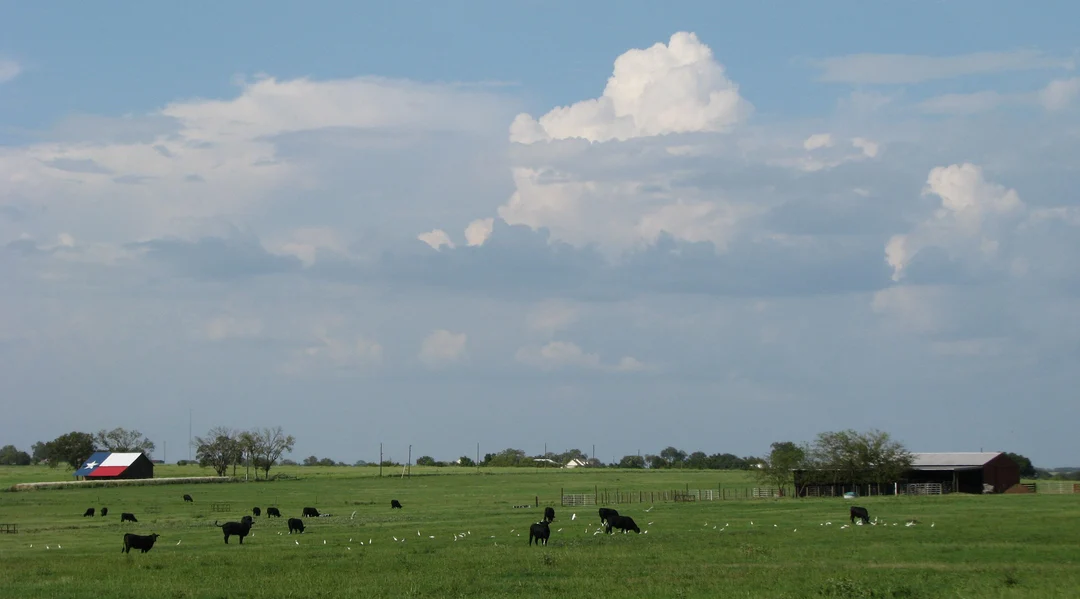 Snapshots of Texas: Late fall day somewhere along the backroads near Round Top [OC] | Scrolller