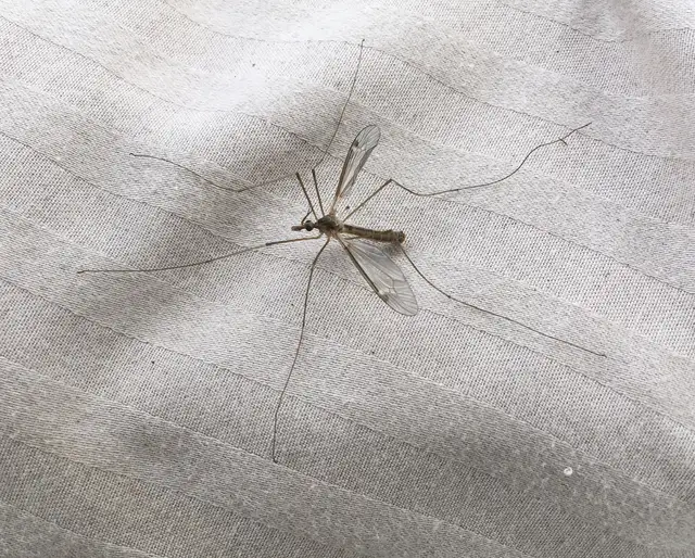 Crane Flies in Texas, heralding spring is almost sprung. | Scrolller