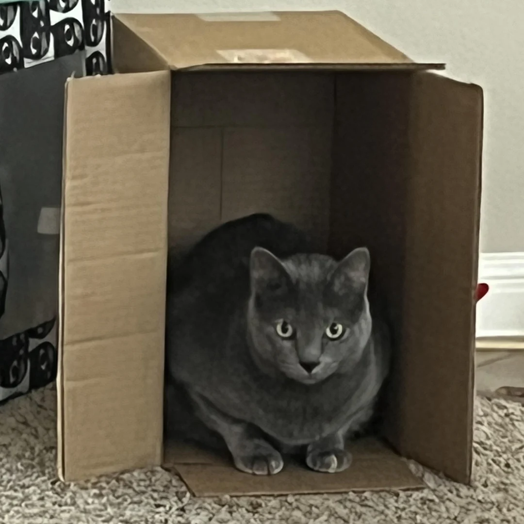 I finally caught her! I thought KitKat was immune to boxes 😝 | Scrolller