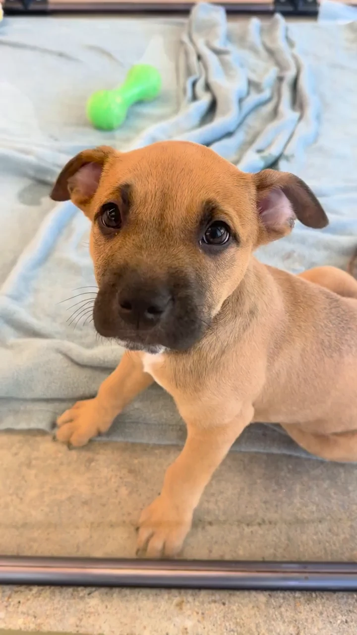 Thoughts on dog breed? | Scrolller