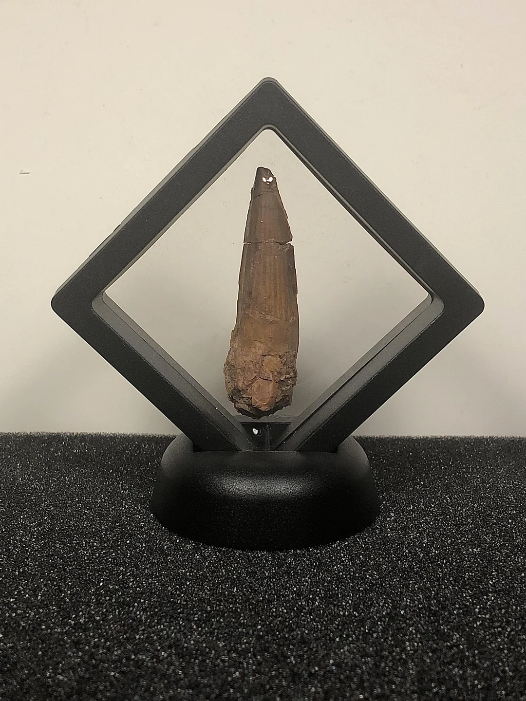 My first fossil, a Spinosaurus tooth😁 | Scrolller