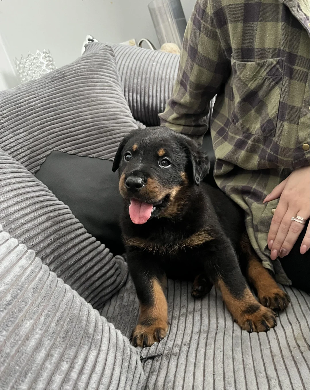 Bowser at 6 weeks. | Scrolller