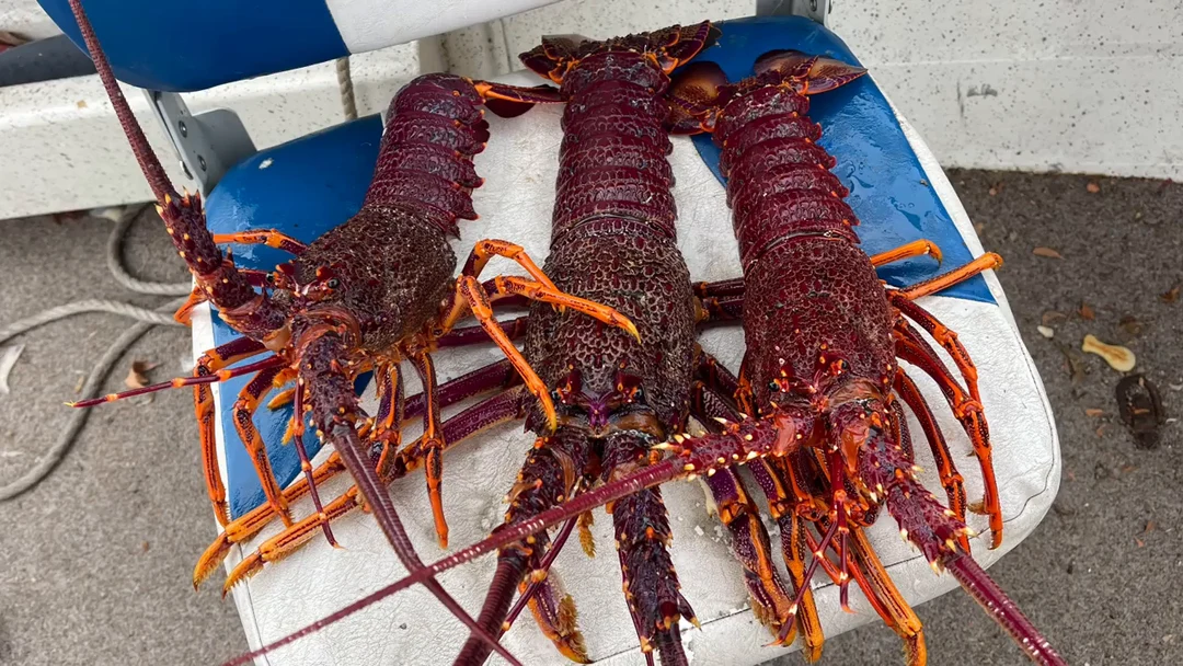 3 lobsters from the pots this morning. Perfect conditions! | Scrolller