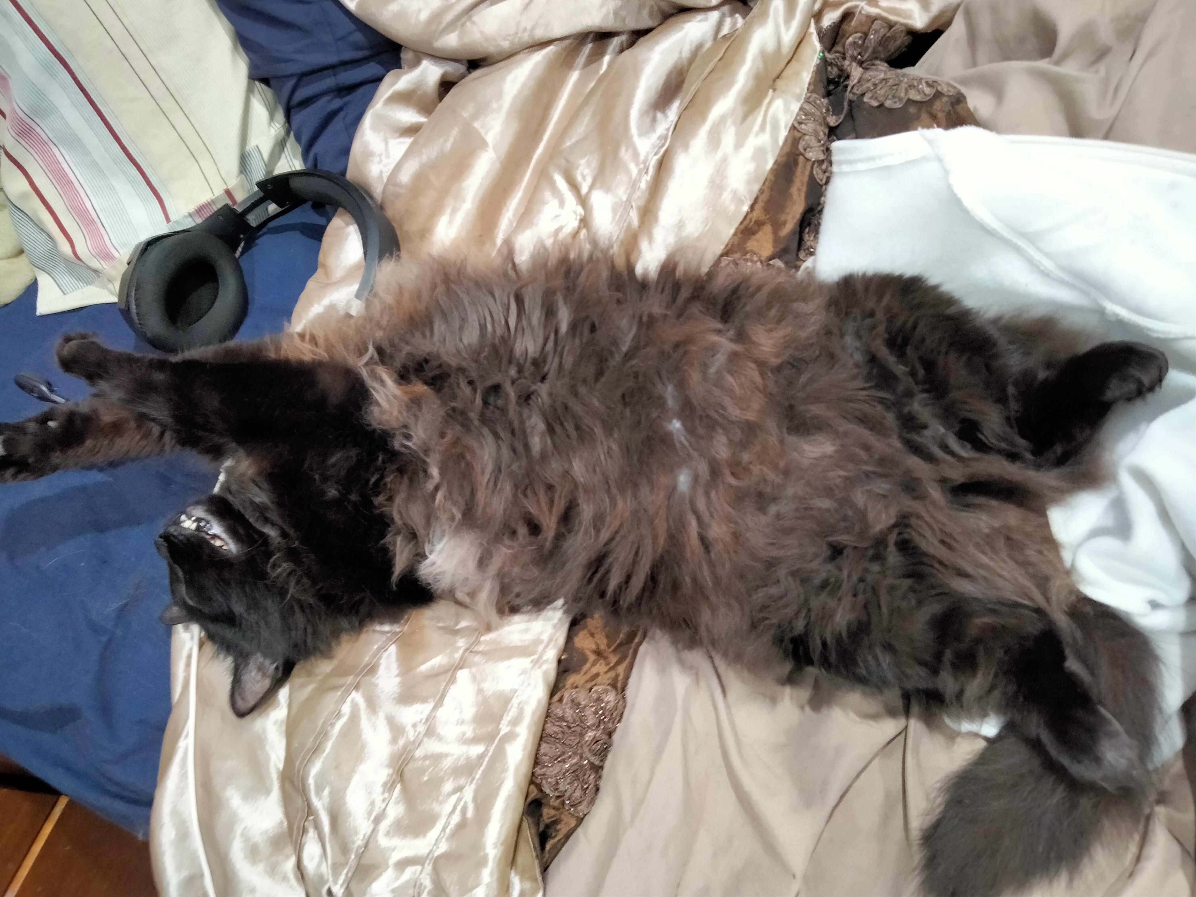 smokey the floof | Scrolller