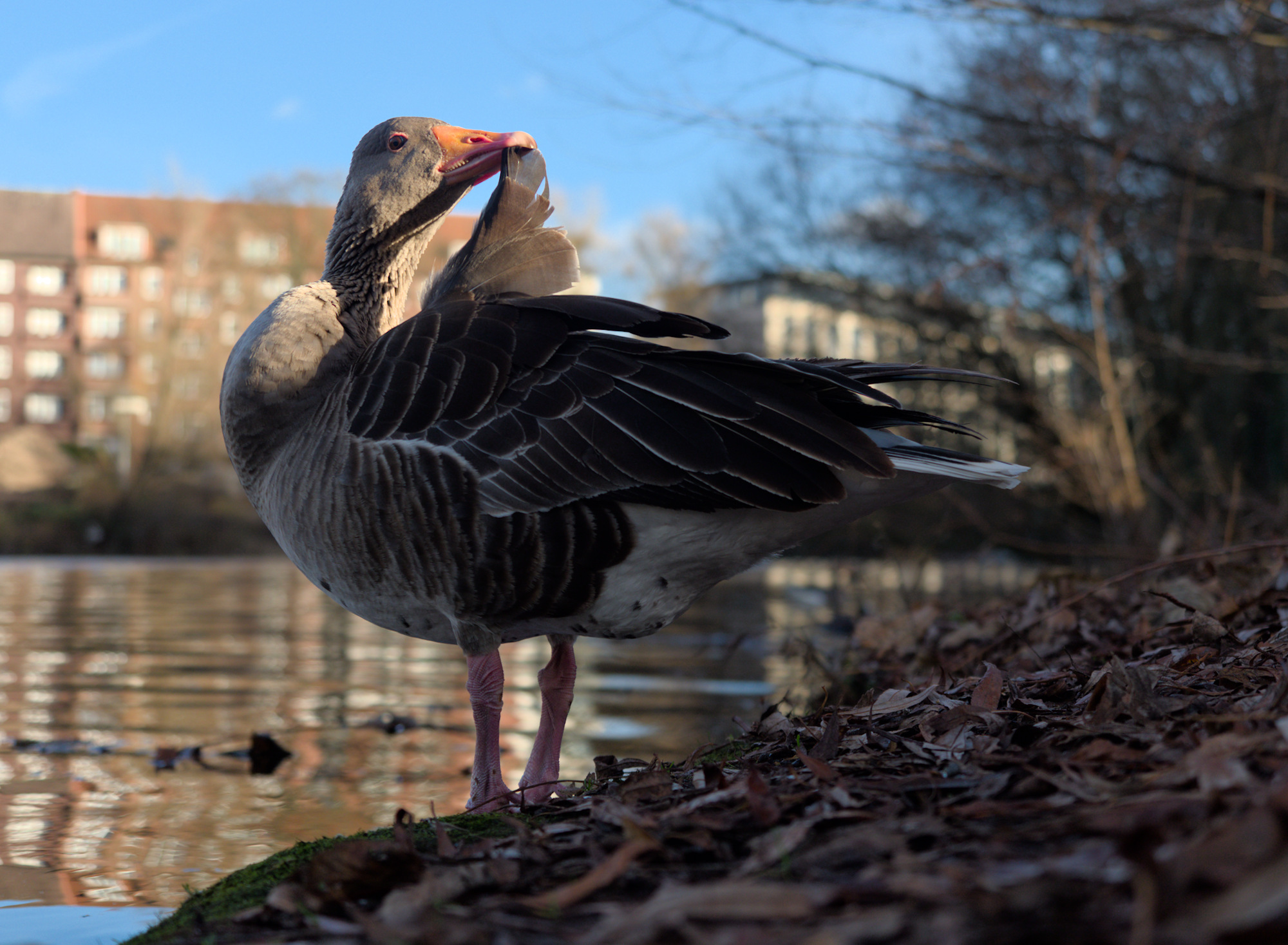 Young greylag goose preening | Scrolller