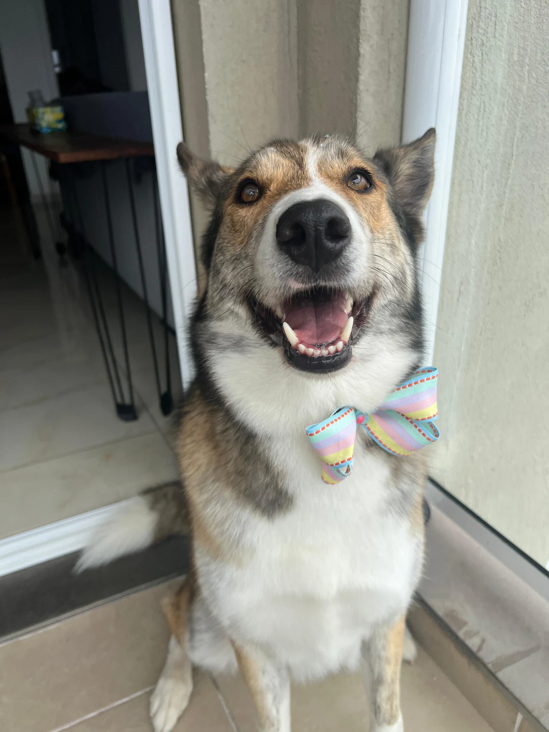 post grooming joy | Scrolller