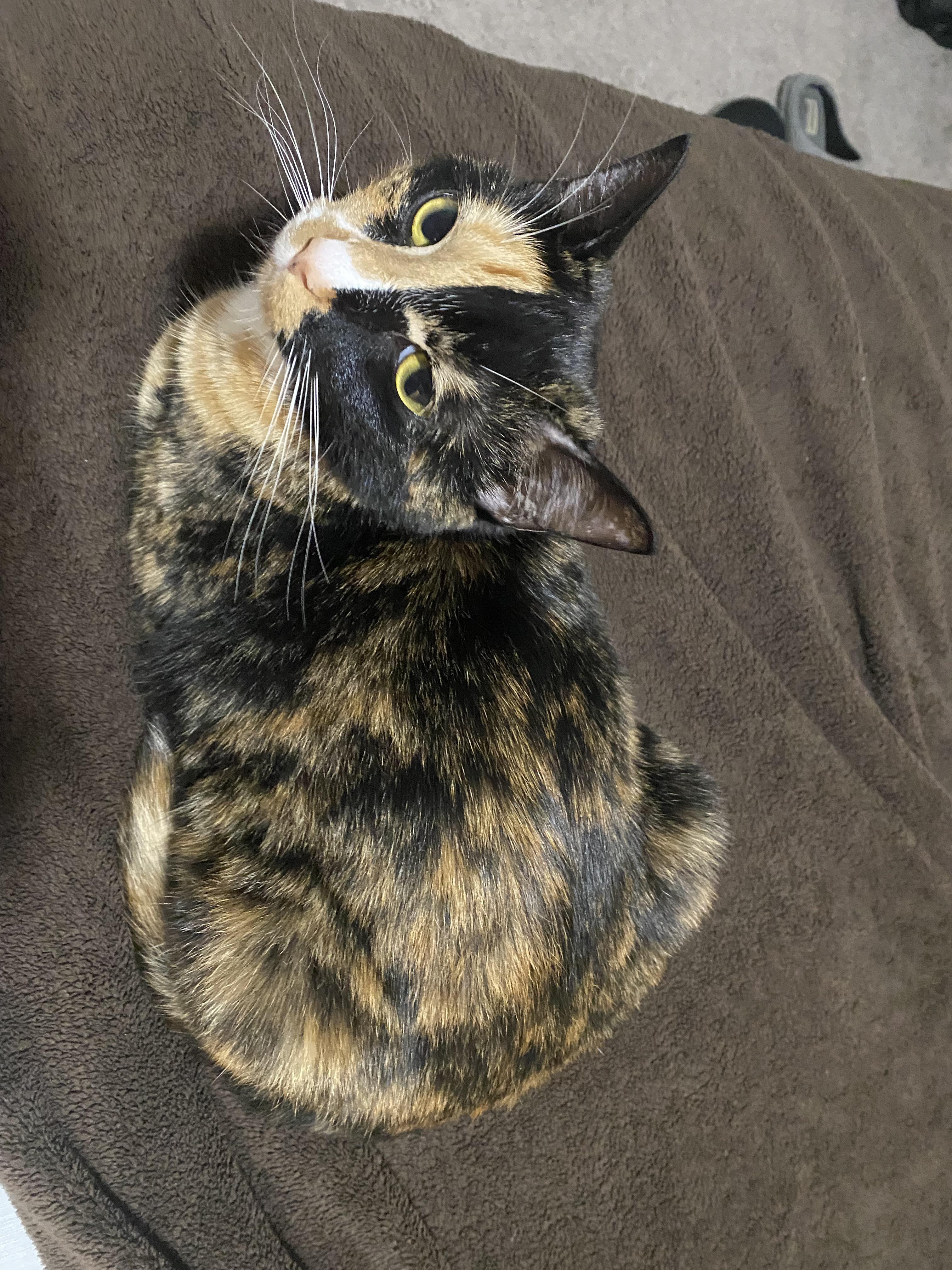 Chicken nugget | Scrolller