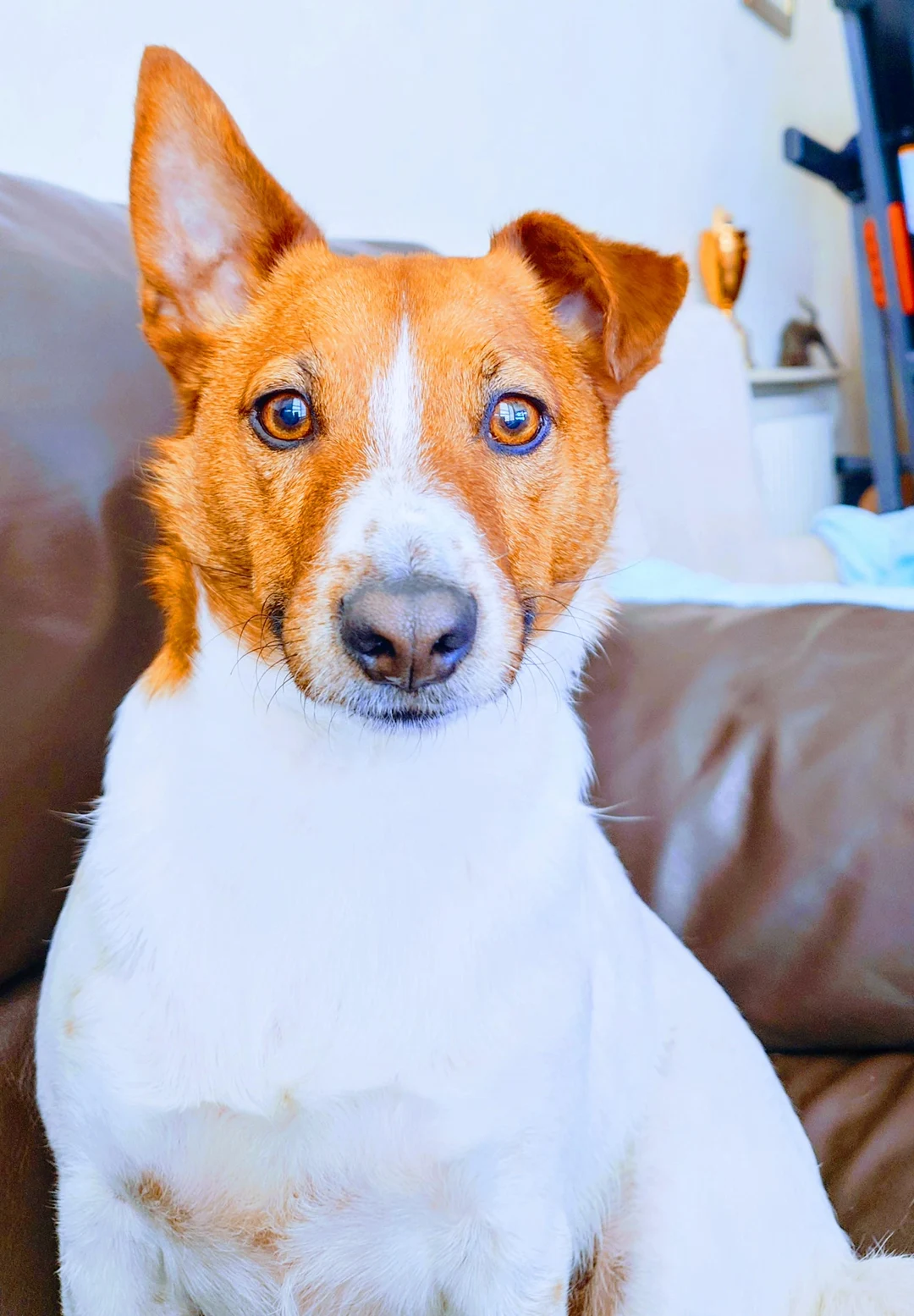 Pablo Escobark looking like the best boy, He's a kilo of cuteness | Scrolller