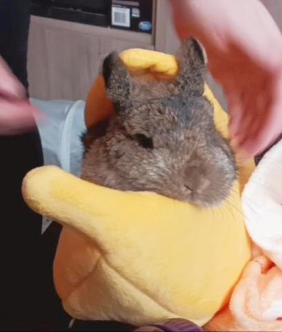 The banana bed i ordered is a tad bit too small but it works | Scrolller