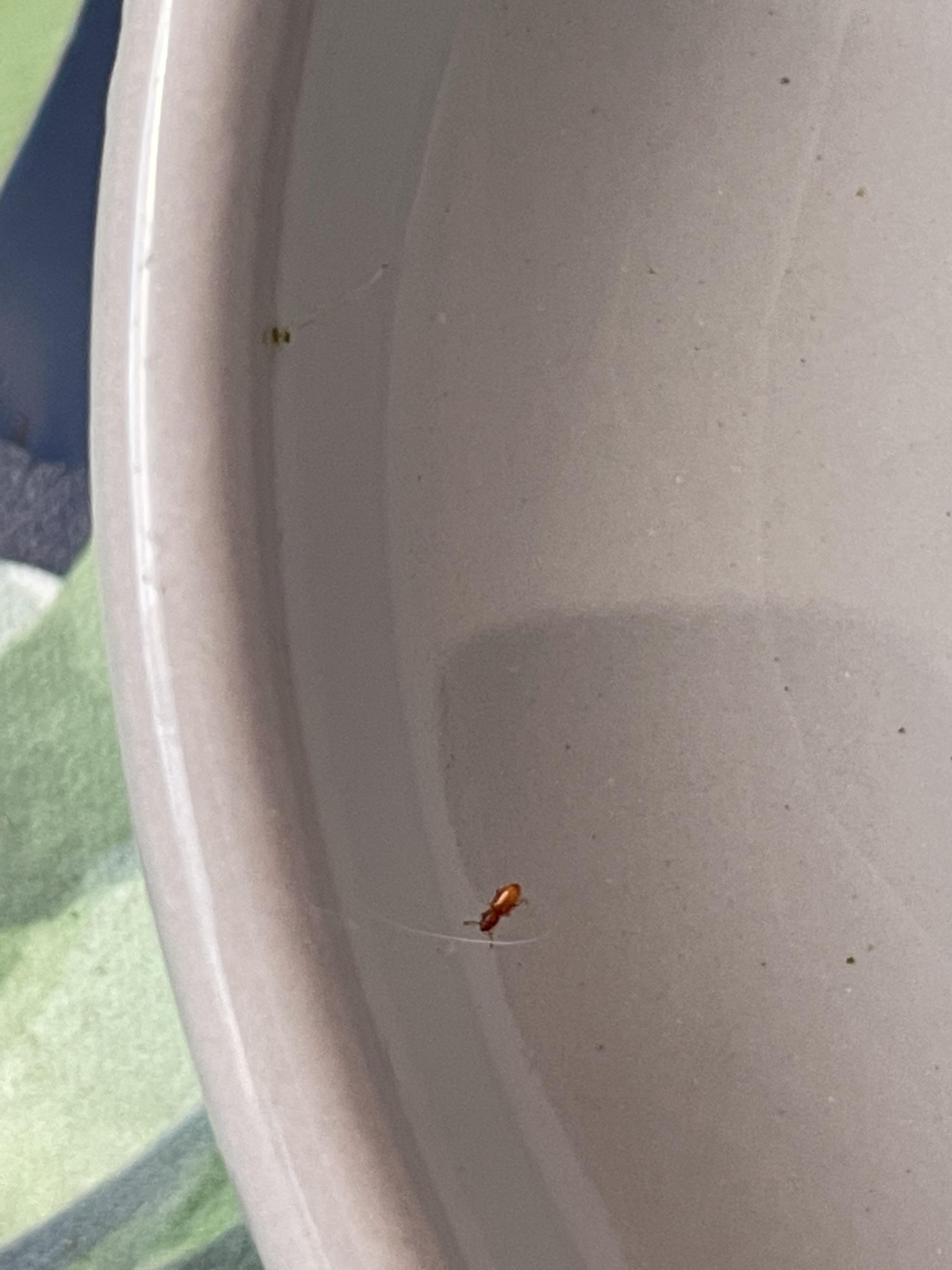 Insects in hay? | Scrolller