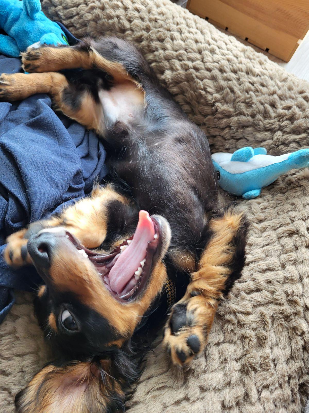 Meet Barney! | Scrolller