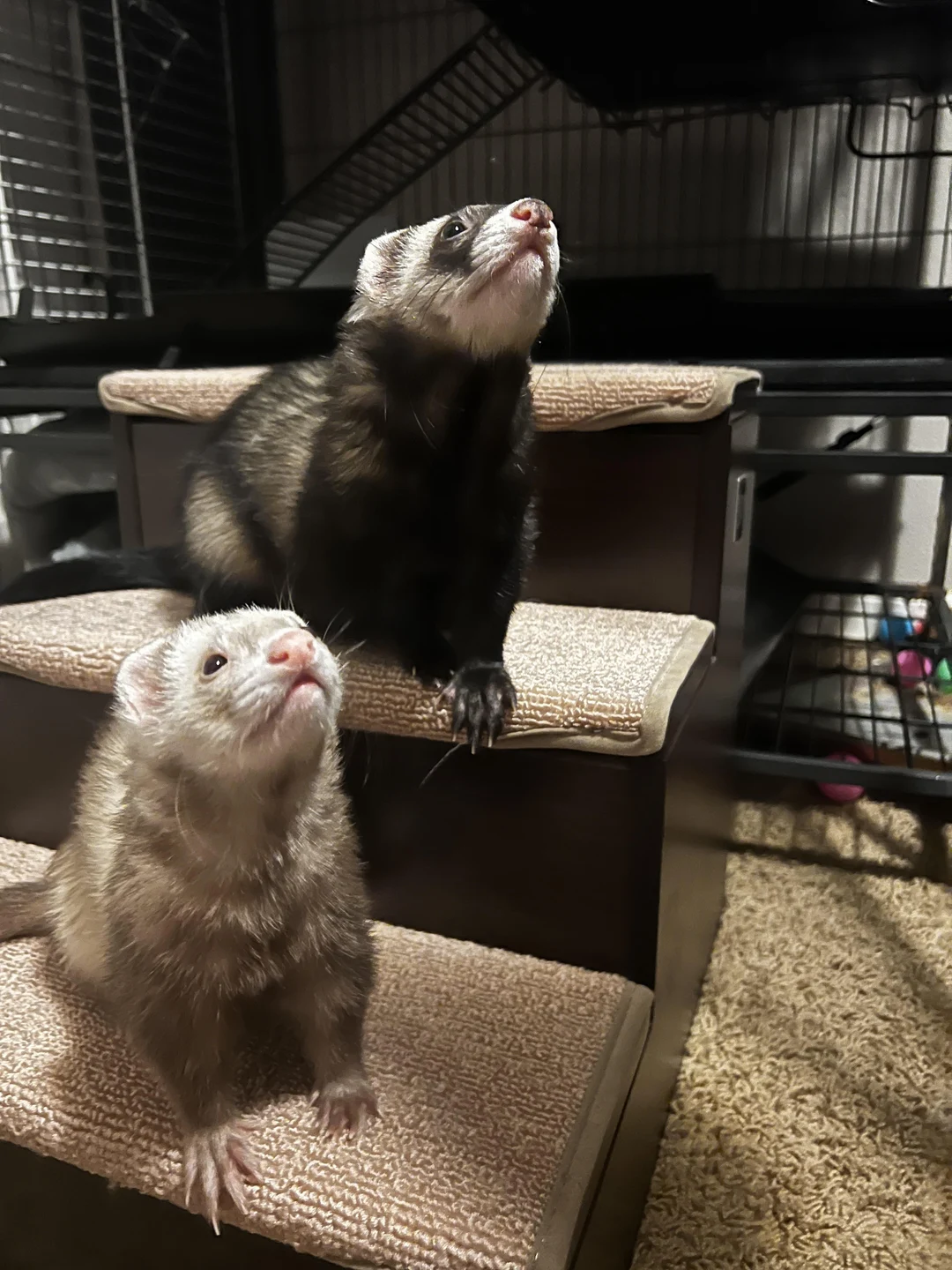A quick pose from my ferrets | Scrolller