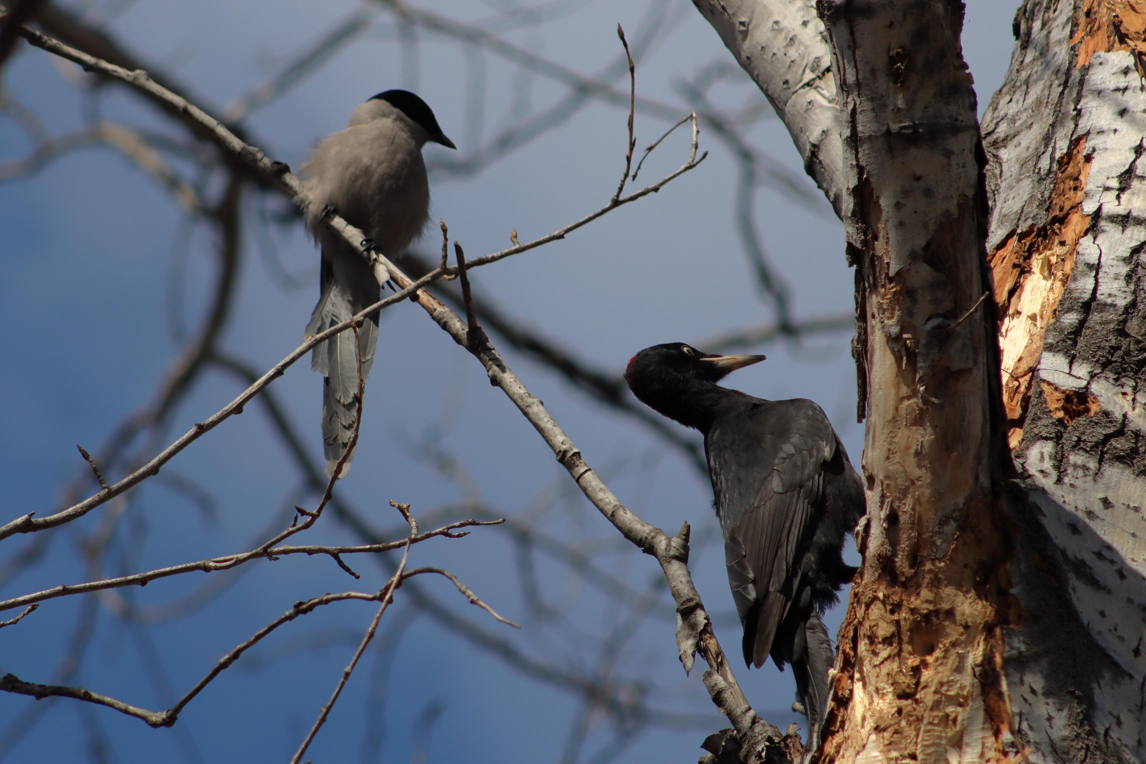 Azure-winged magpie watching a woodpecker at work | Scrolller