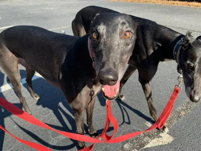 Rollie: "the lighting is perfect, take my picture" Efren: "can we please just keep walking ...