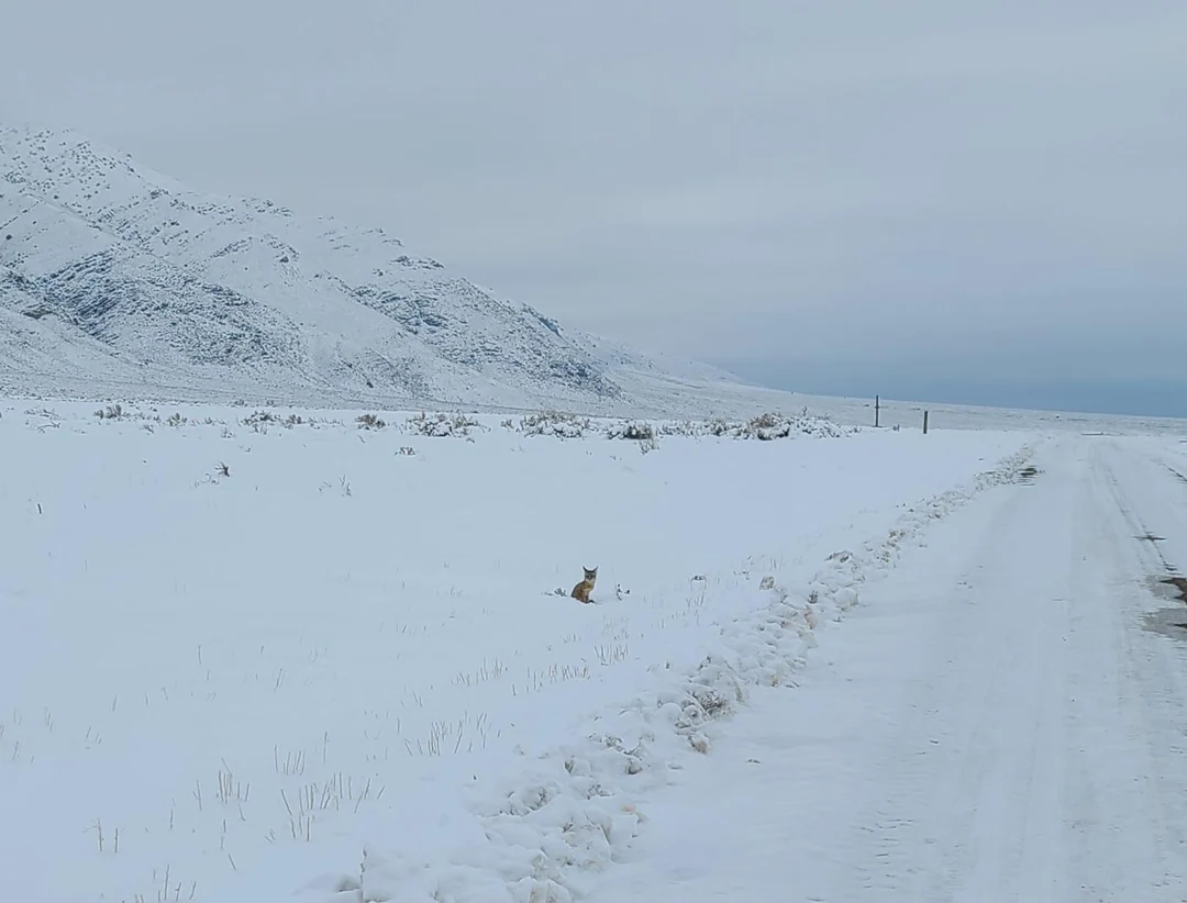 Kit fox chilling in the snow, Nevada. | Scrolller