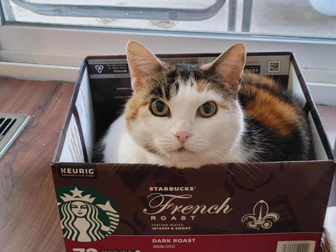 French Roast Calico | Scrolller