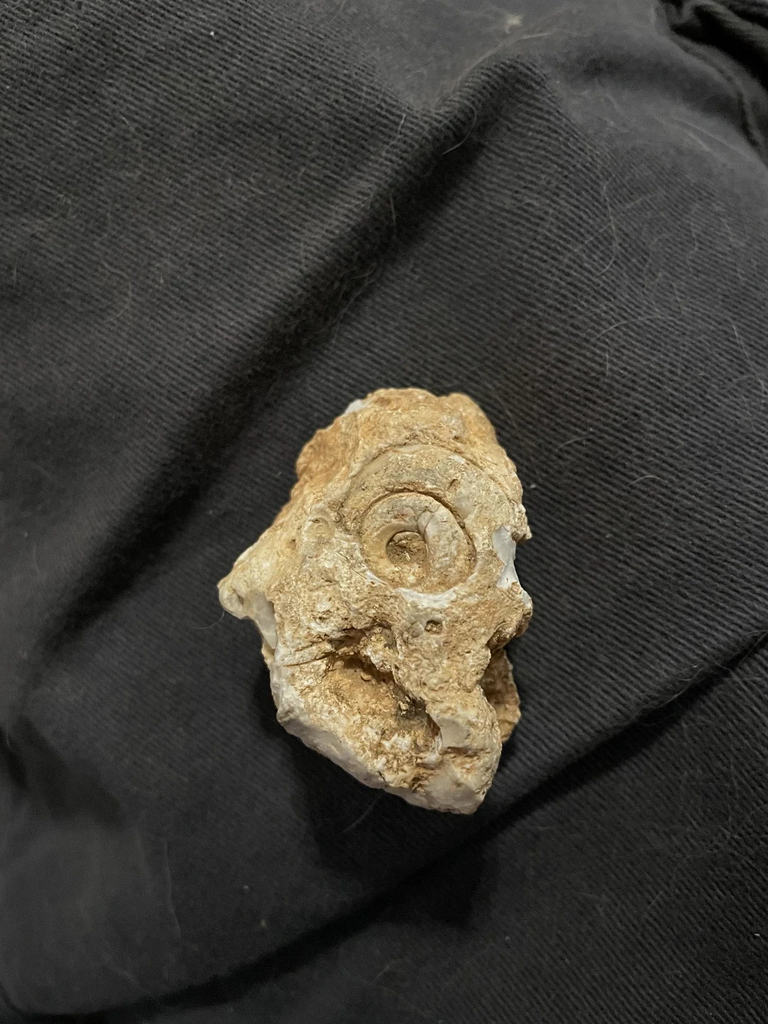 Can anyone tell me what this is? Basic fossil or just rock formation? | Scrolller