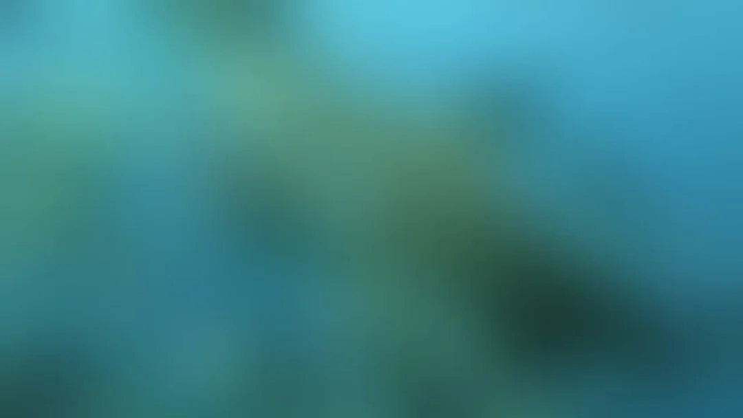 Bull Sharks in Fiji | Scrolller