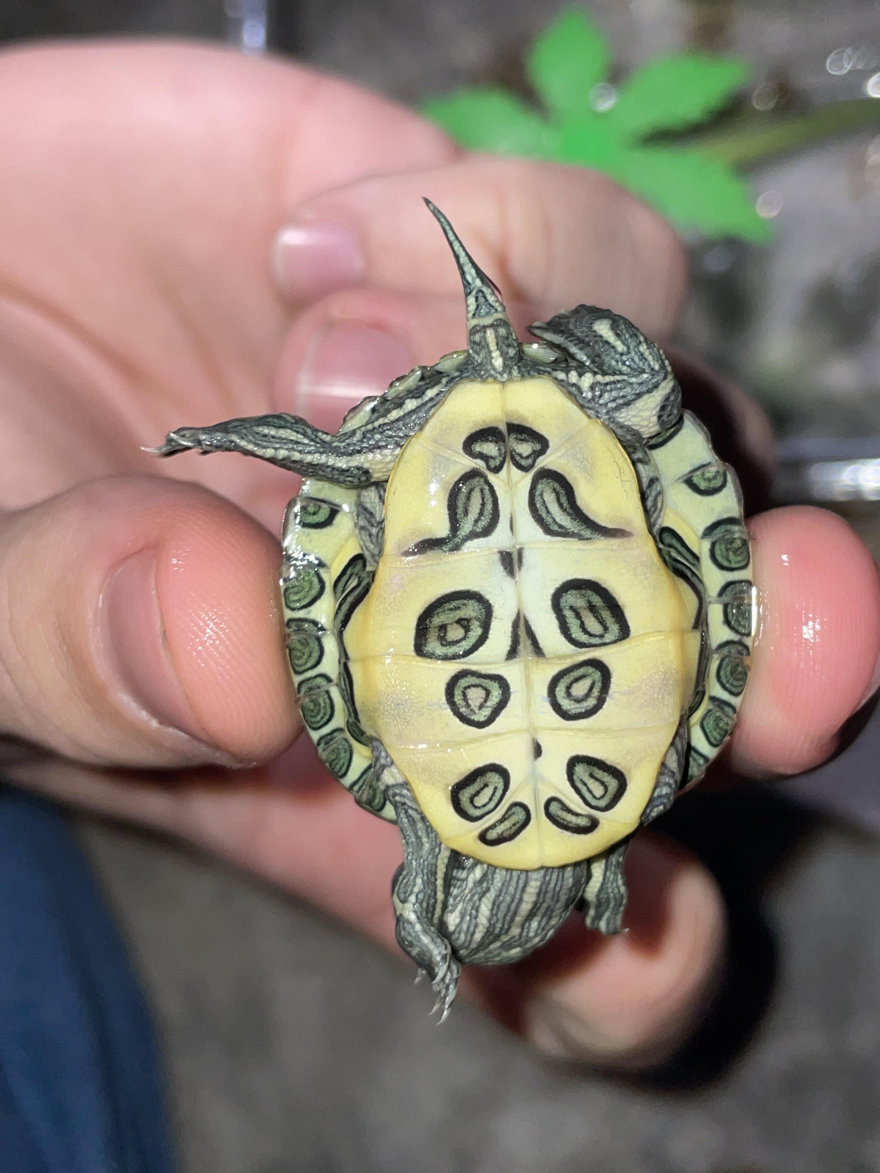 Chinatown Turtle | Scrolller