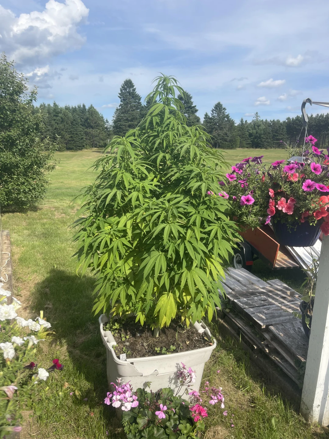 Discover more like Trees: Landscaping and Related Content | Scrolller