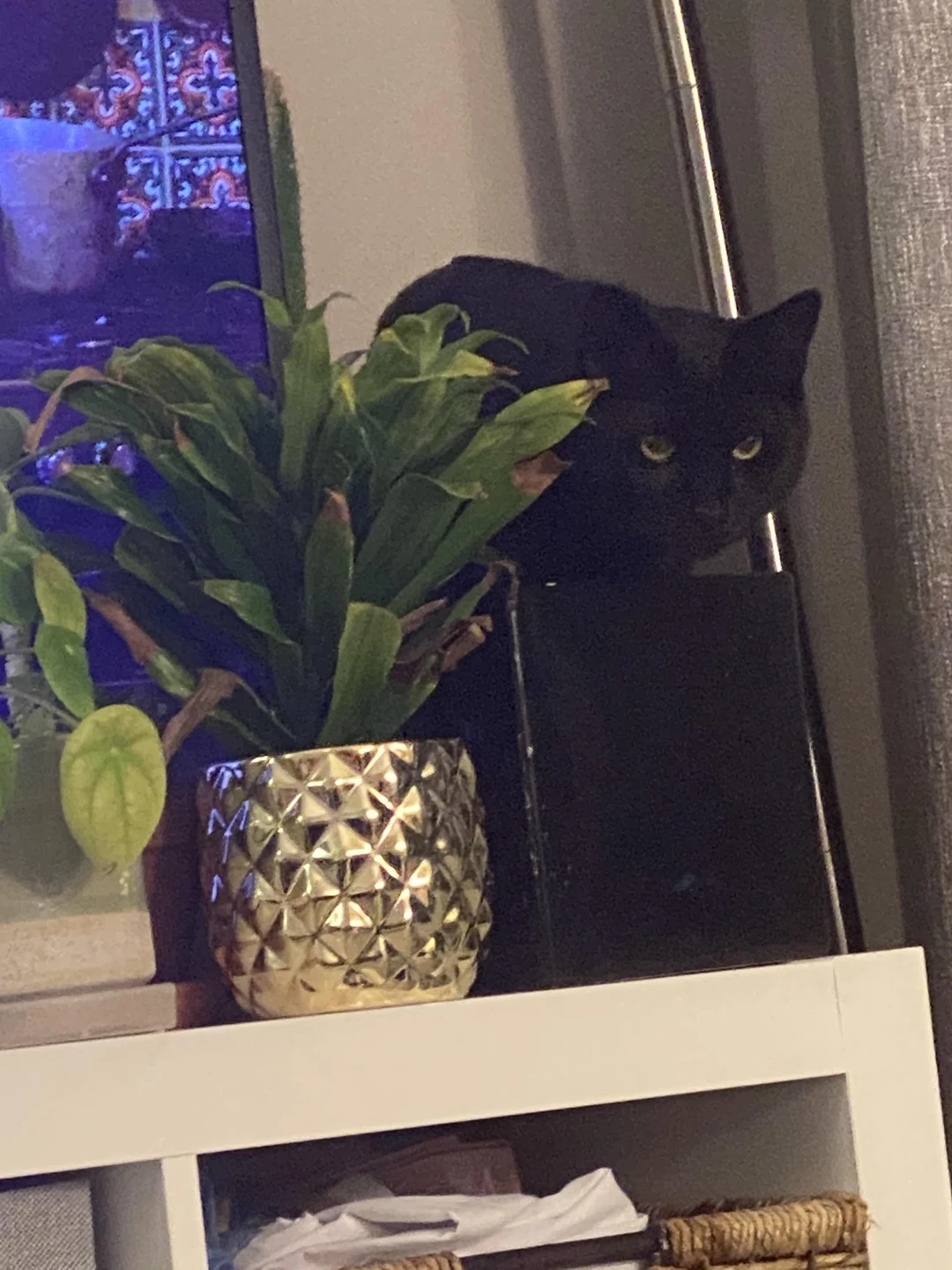 Potted Void | Scrolller