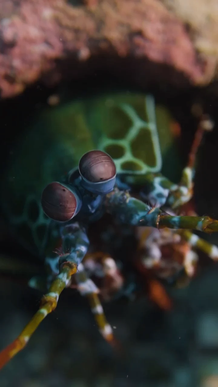 Closeup Mantis Shrimp in Puerto Galera | Scrolller
