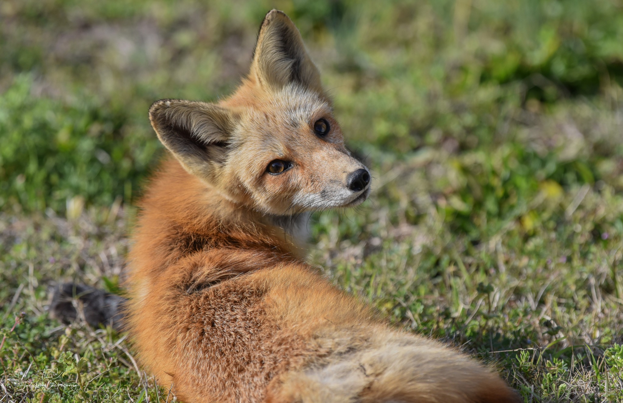 Red Fox Striking a Pose | Scrolller