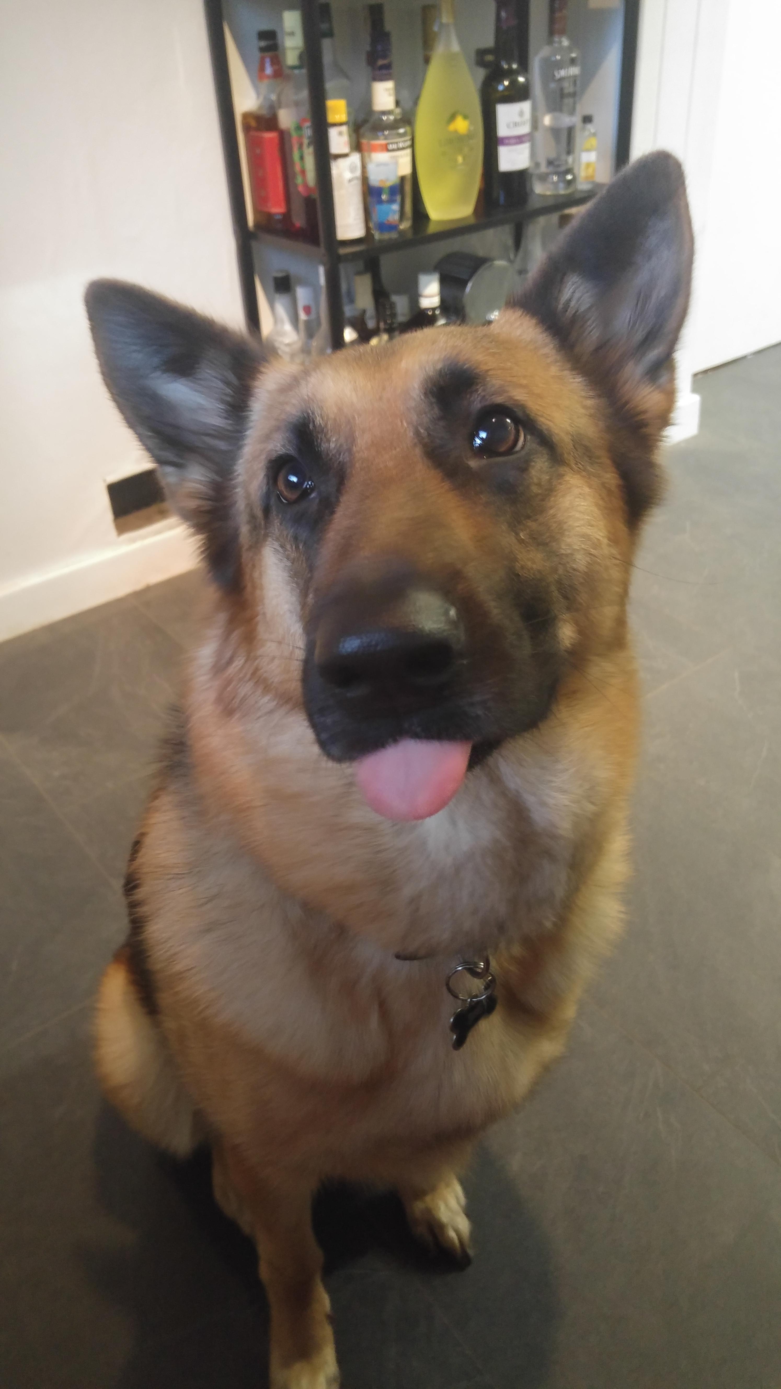 German Shepherd | Scrolller