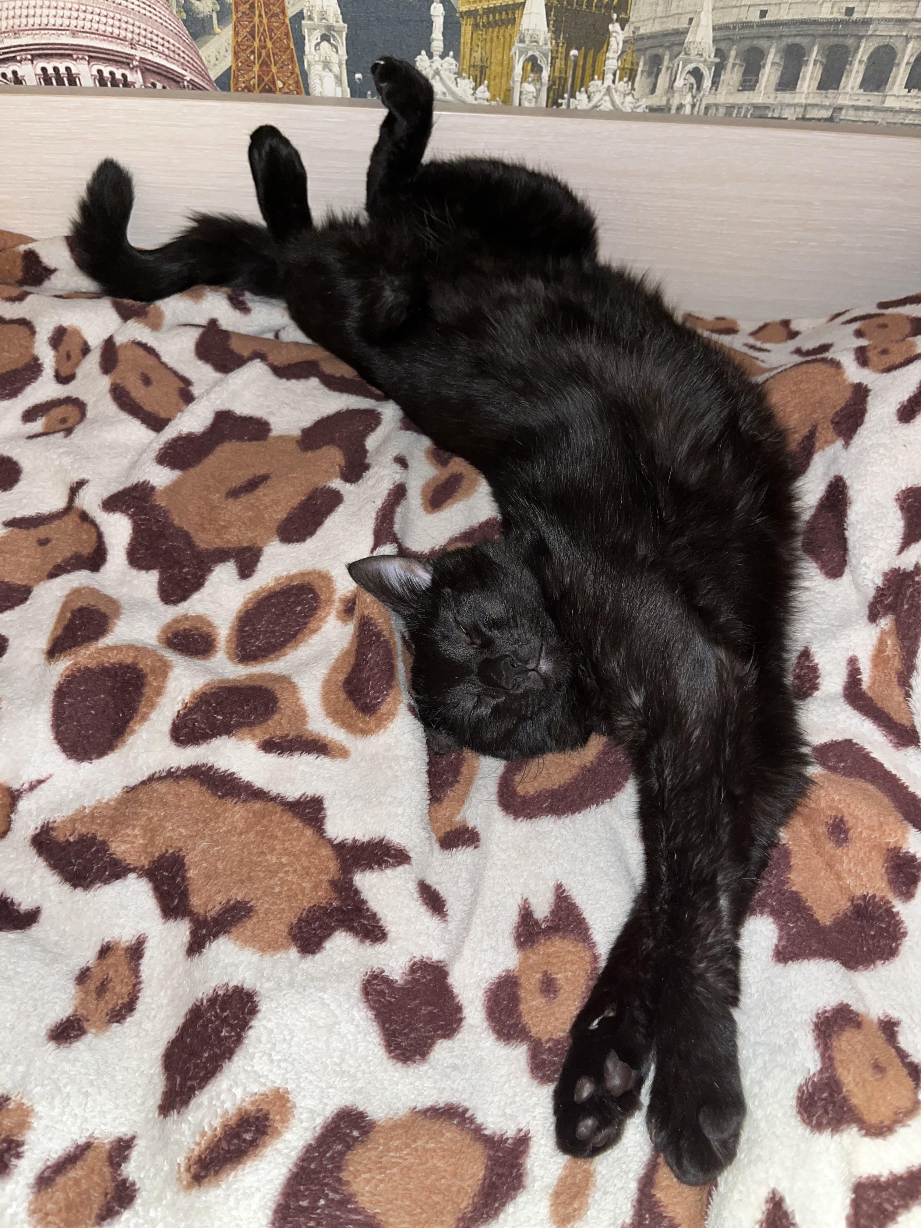 sleeping | Scrolller