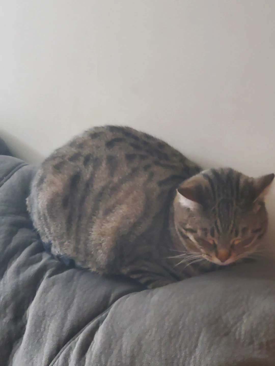 Loaf on the couch | Scrolller